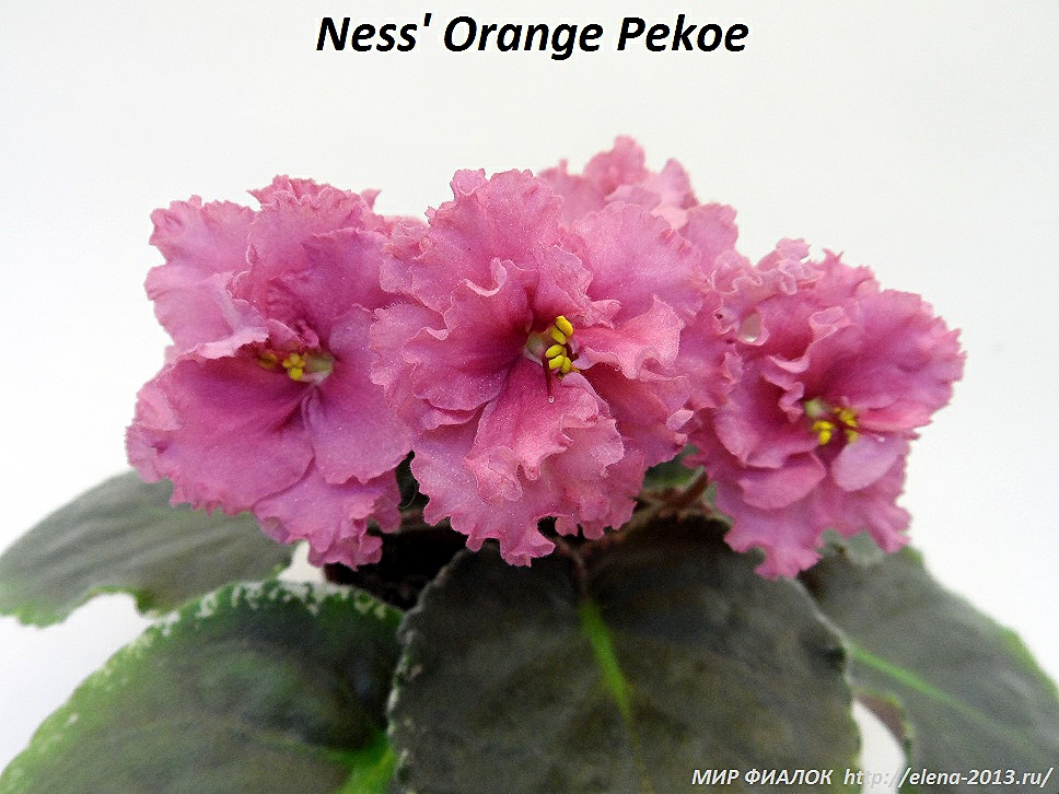 Фиалка Оранж Пекое Фото И Описание – Telegraph